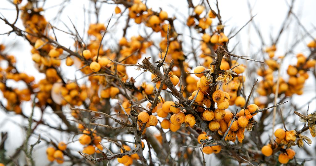 Havtorn - Sprängfyllda med C-vitaminer för din hälsa!